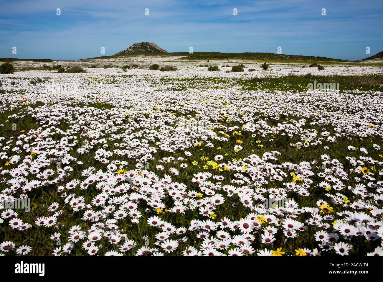Spring Wild Flowers, West Coast, South Africa. The Western Cape is well ...
