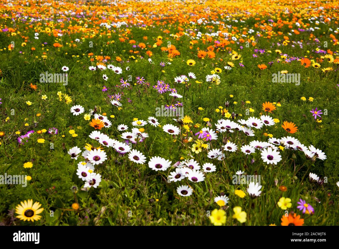 Spring Wild Flowers, West Coast, South Africa. The Western Cape is well ...