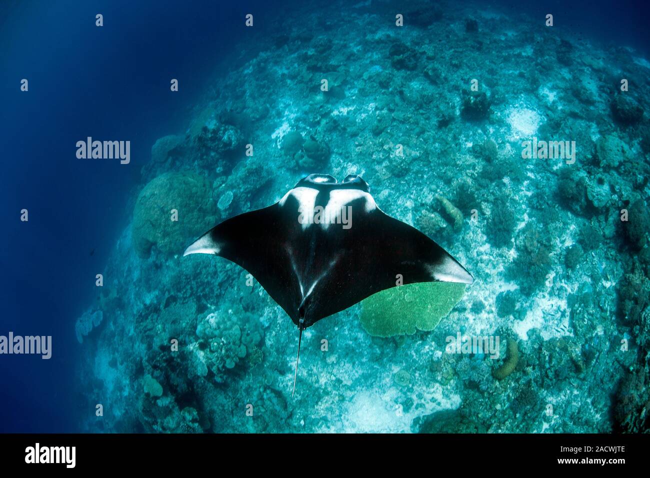 Manta ray (Manta birostris) swimming over a coral reef. This pelagic ...