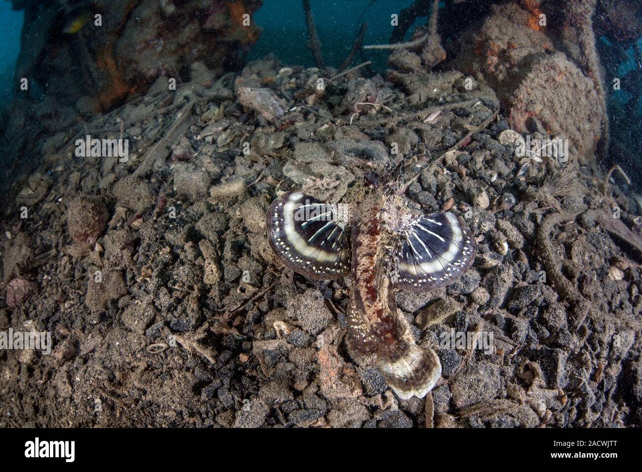 Spiny devilfish (Inimicus didactylus), also known as a demon stinger ...