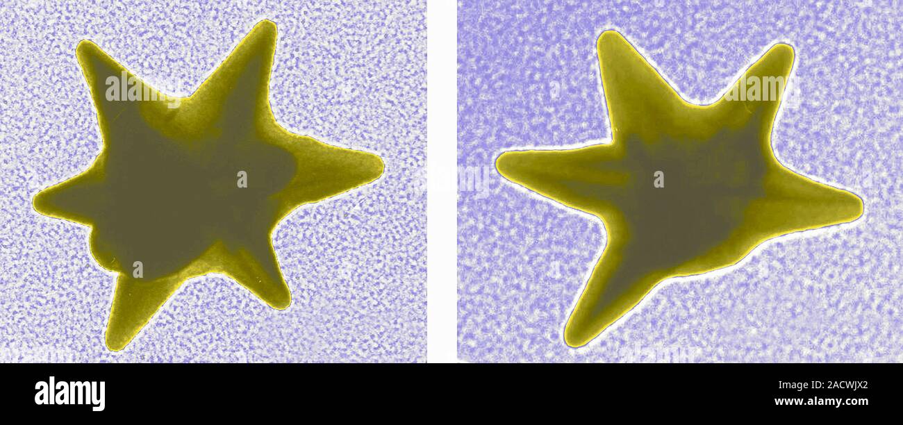 Gold nanostars. Coloured transmission electron micrographs (TEMs) of ...