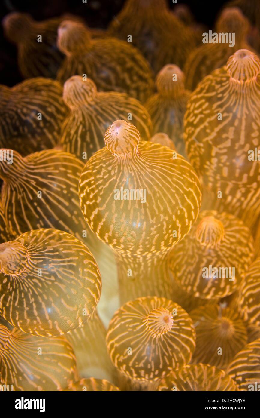Bubble-tip anemone (Entacmaea quadricolor). The anemone's tissues ...