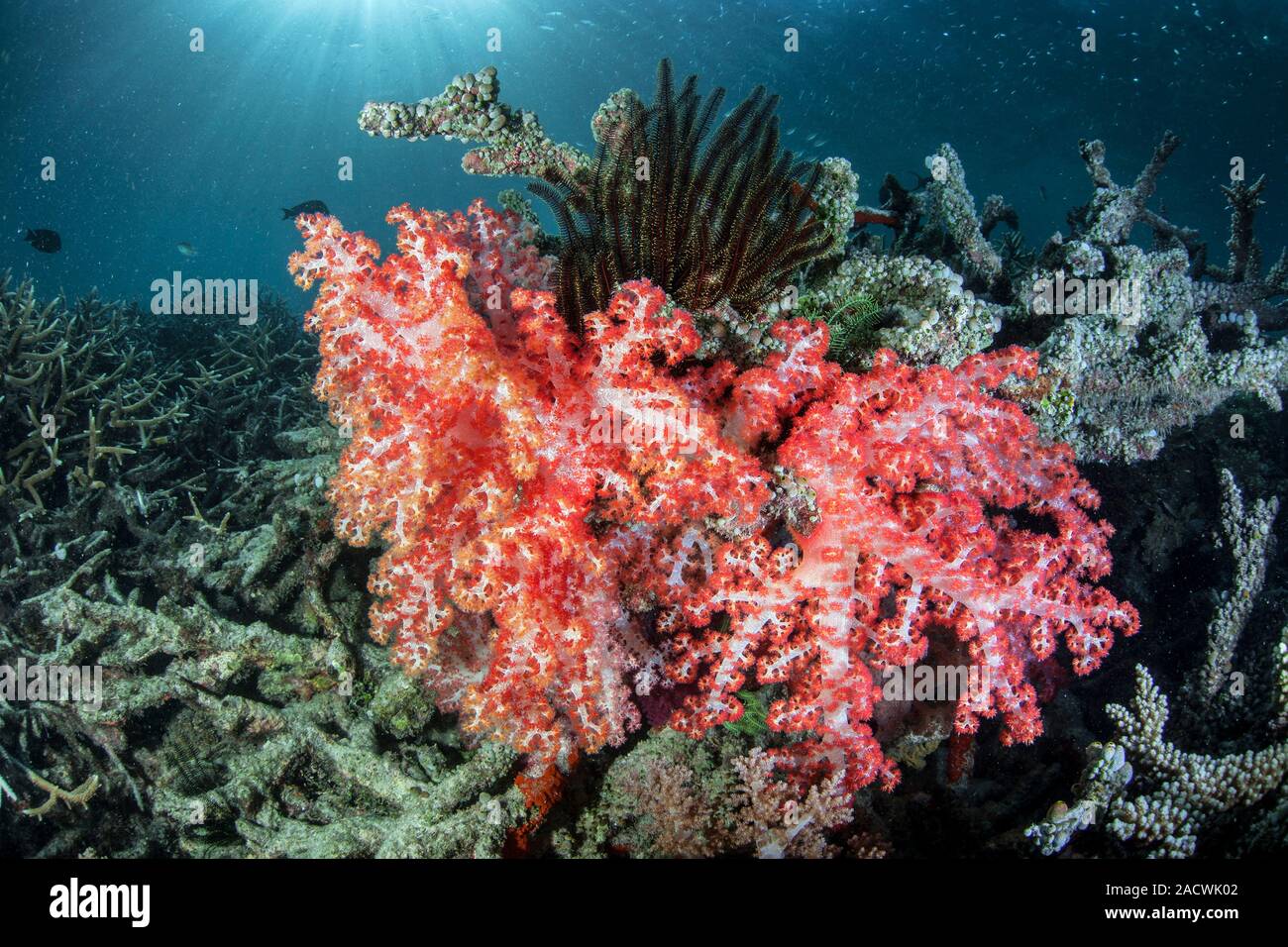 Tree coral (Dendronephthya sp.) colonies growing on a shallow reef ...