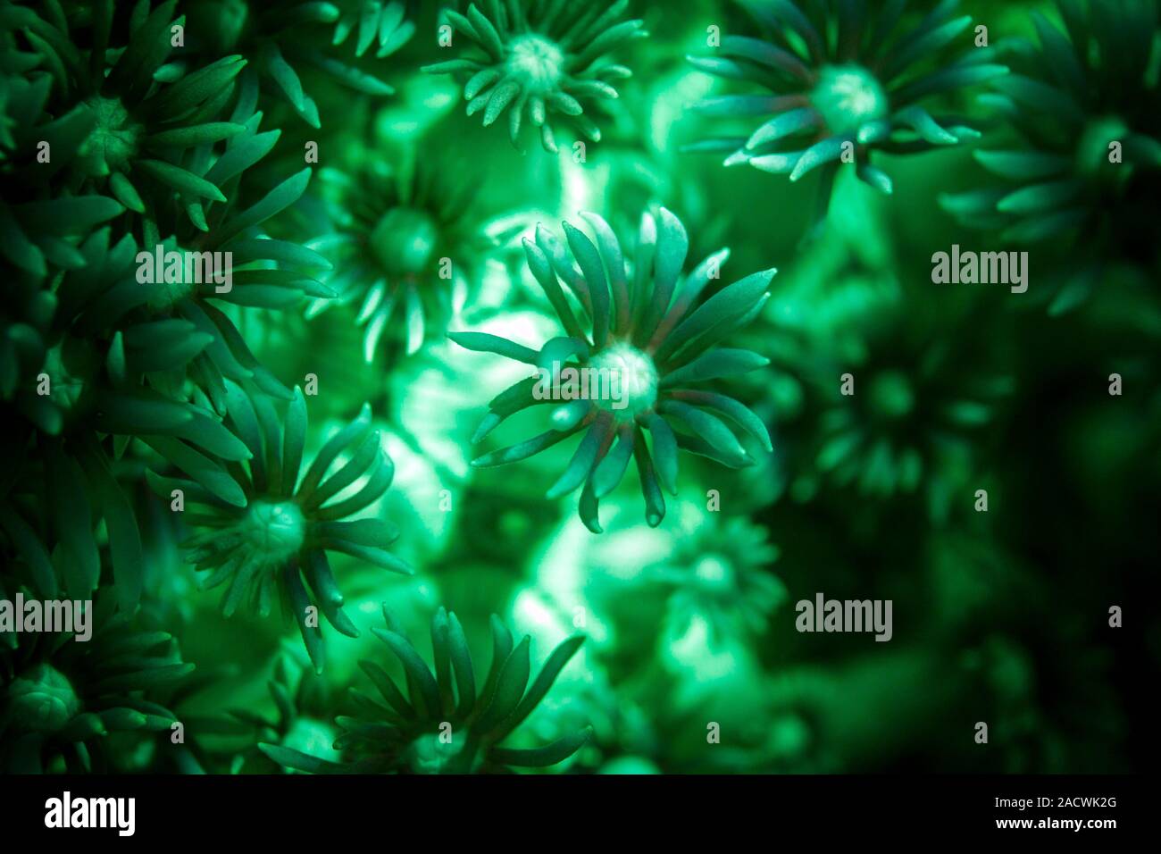Fluorescent coral. Fluorescence is a common trait for many reef ...
