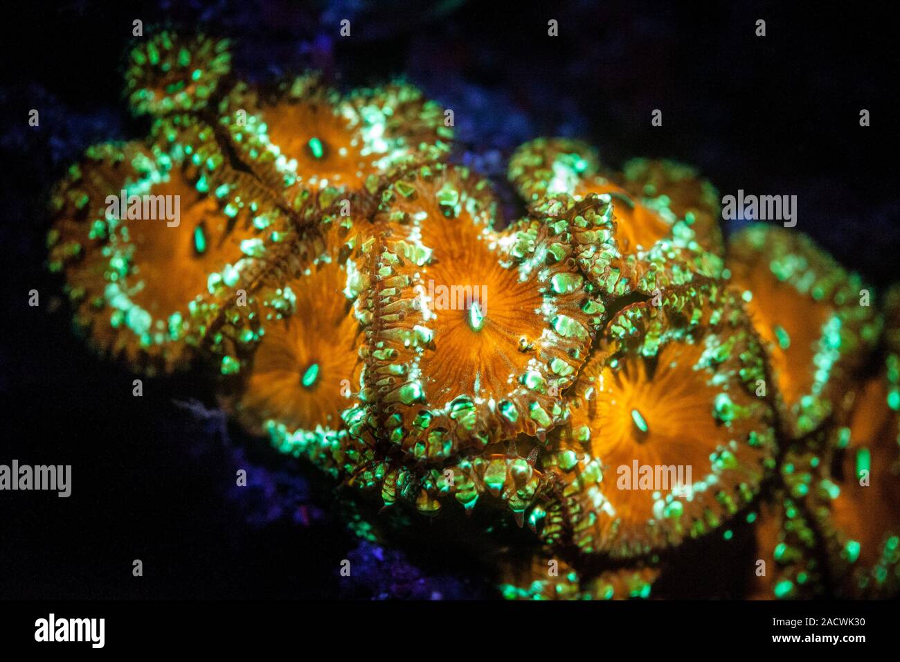 Fluorescent coral. Fluorescence is a common trait for many reef ...