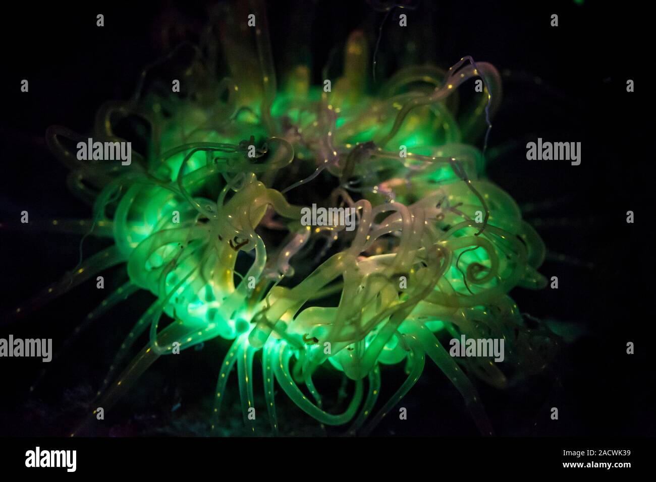 Fluorescing tube anemone. Tube, or cylinder, anemones are anthozoans ...