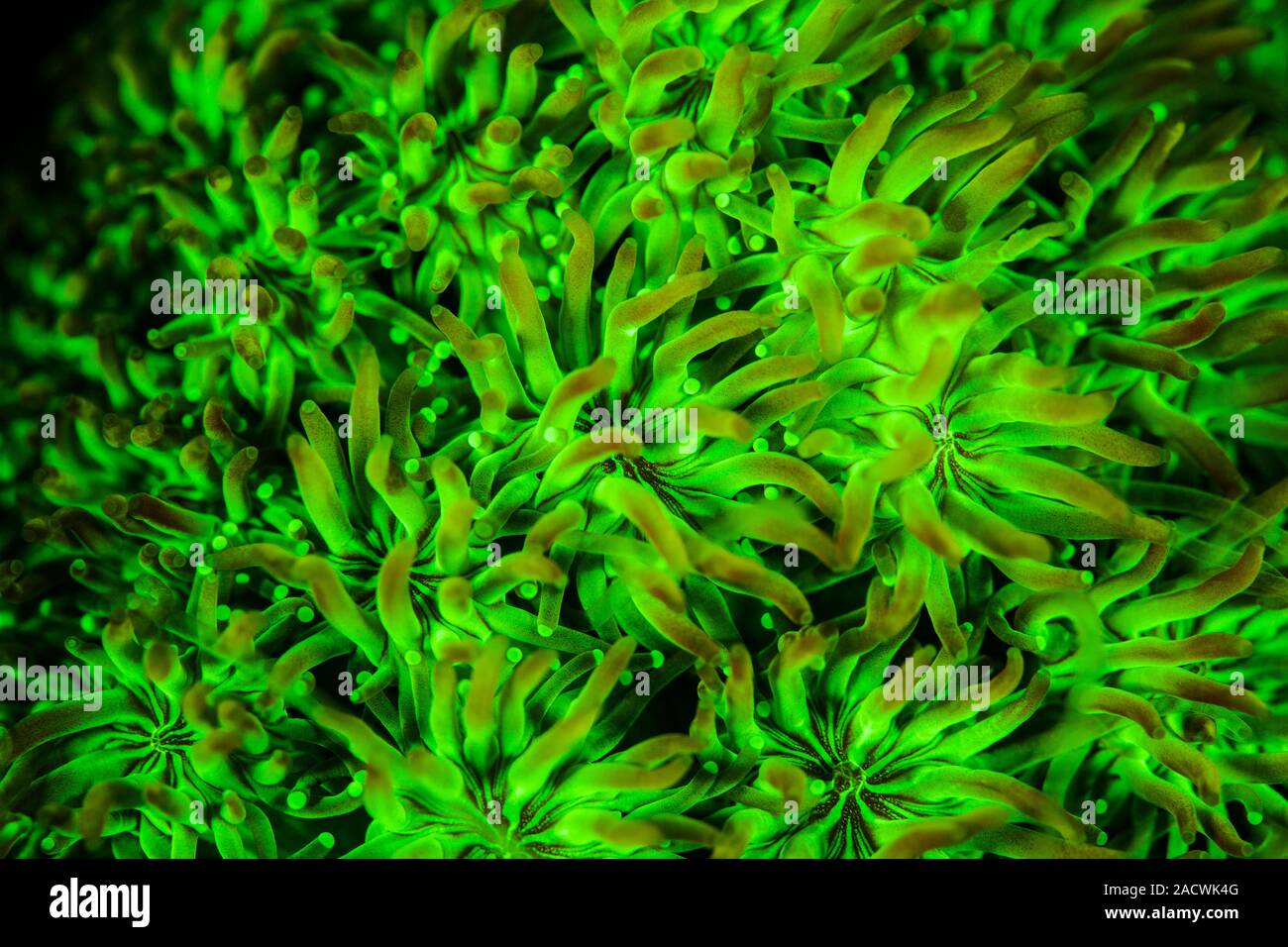 Fluorescent coral (Galaxea sp.). Fluorescence is a common trait for ...