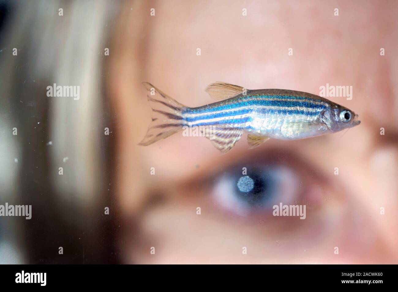 Zebrafish (Danio rerio) in a fish tank. This animal is a popular model ...