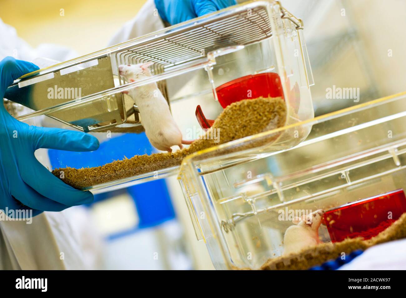 Laboratory mice (Mus musculus) in cages. Mice are widely used as ...