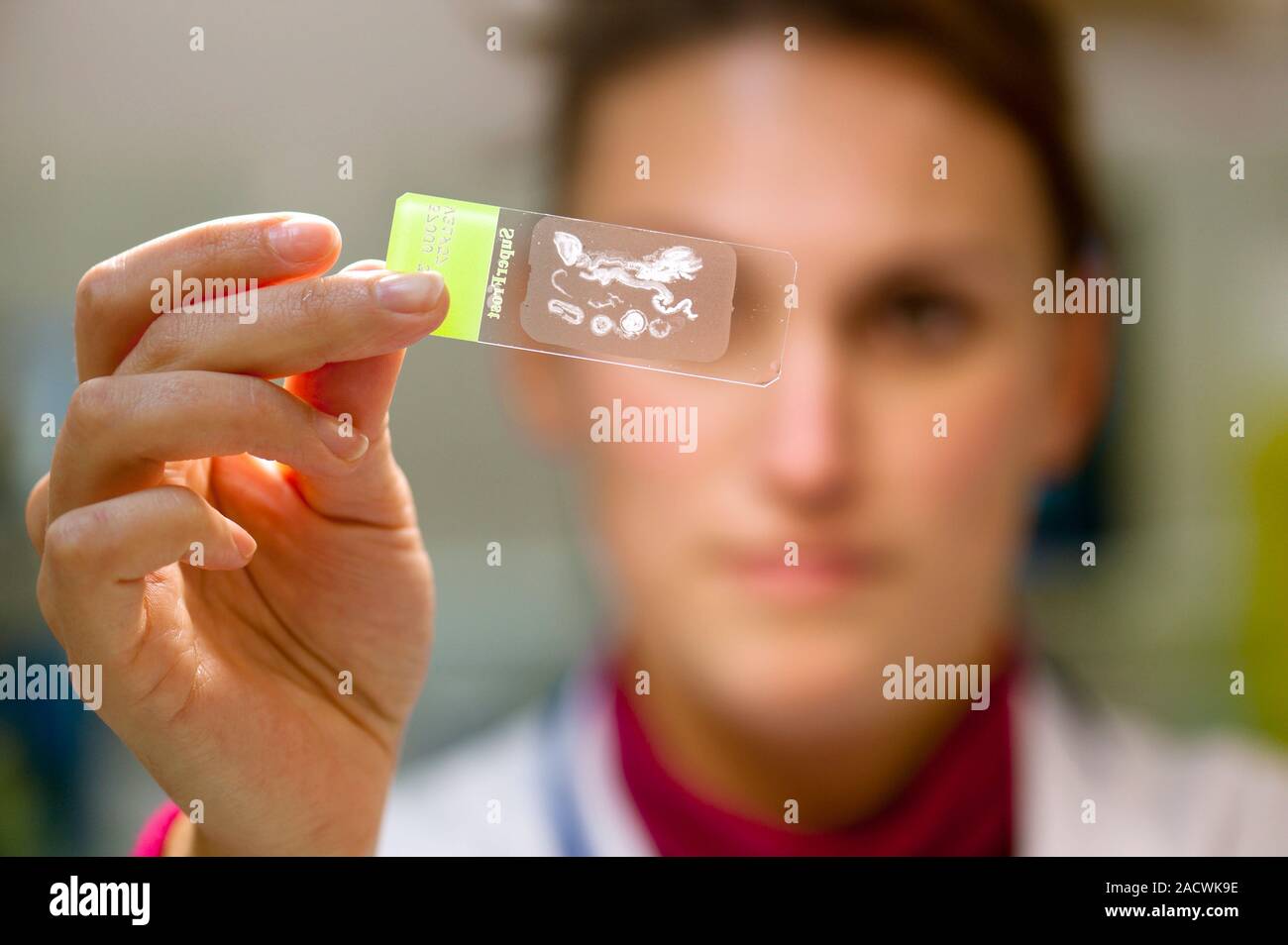 Rat tissue for analysis. Slide of rat tissue, including organs and the ...