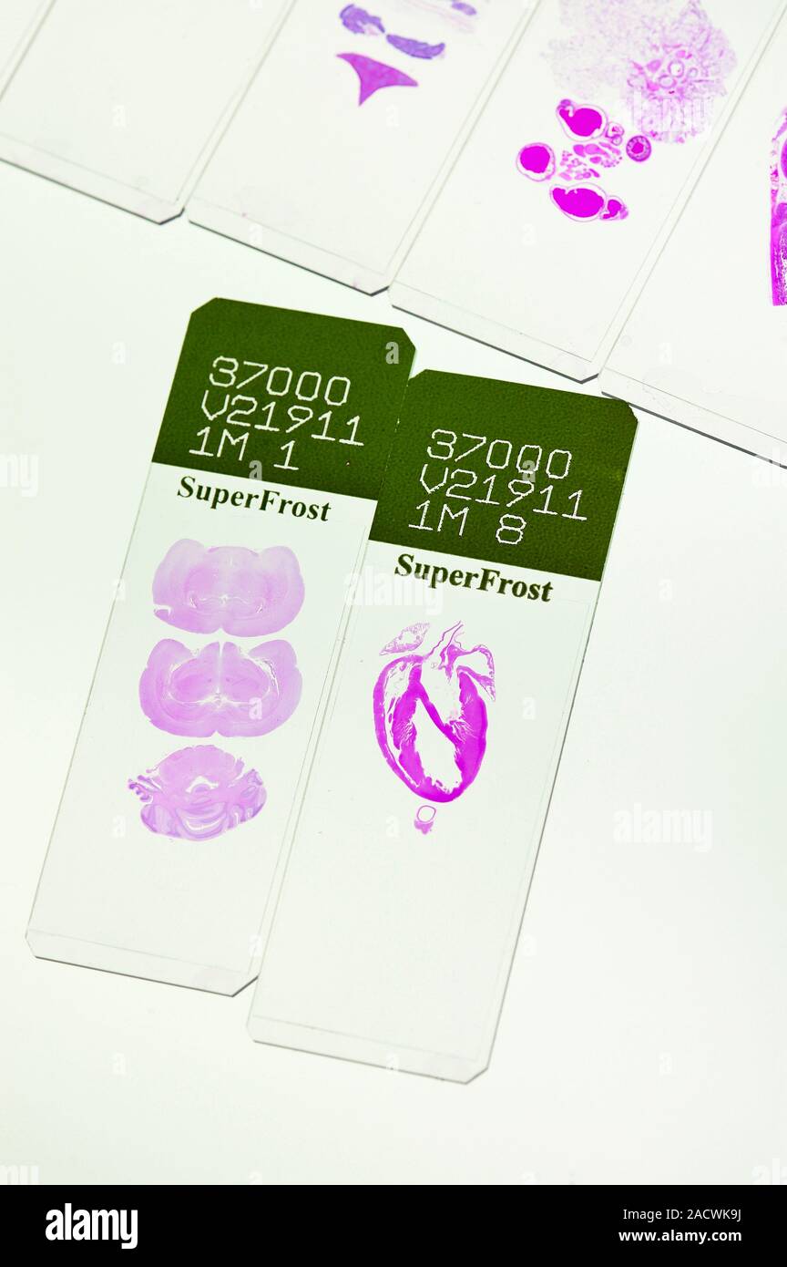 Rat tissue for analysis. Slides of rat tissue, including brain (left ...