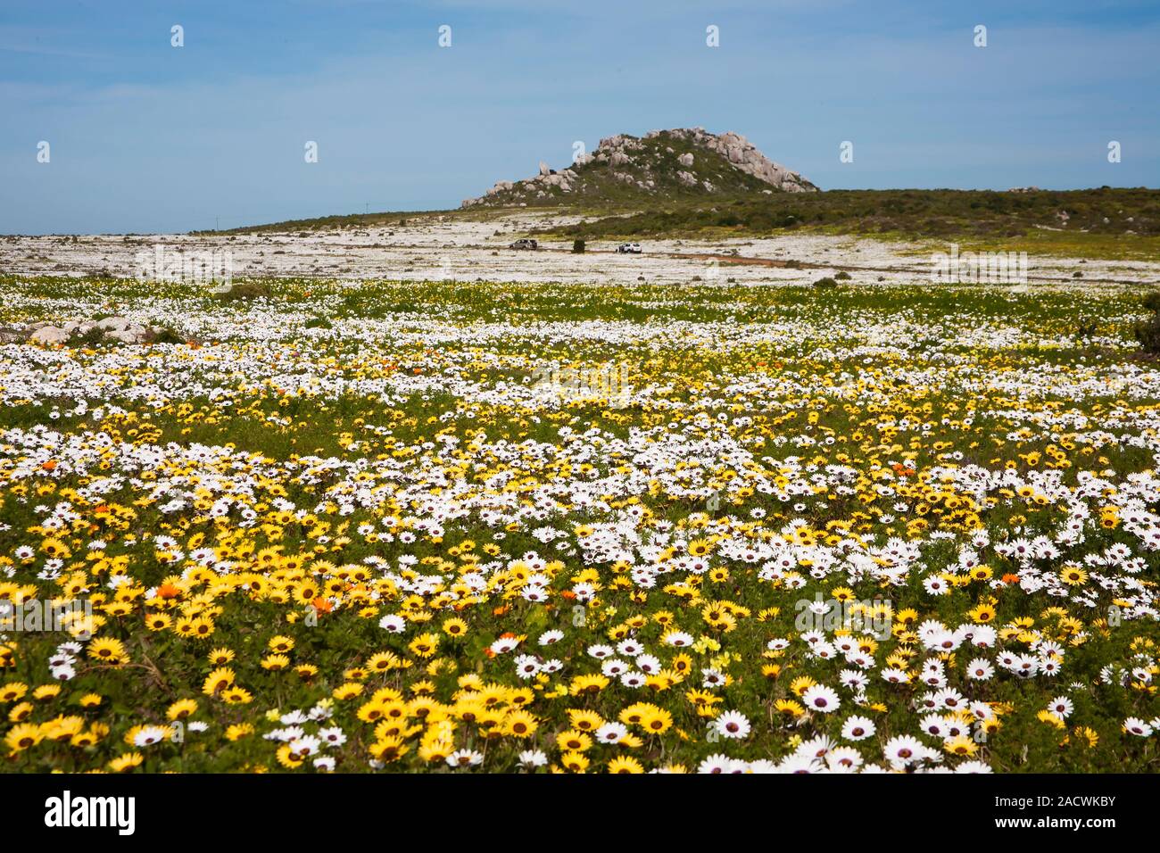 Spring Wild Flowers, West Coast, South Africa. The Western Cape is well ...