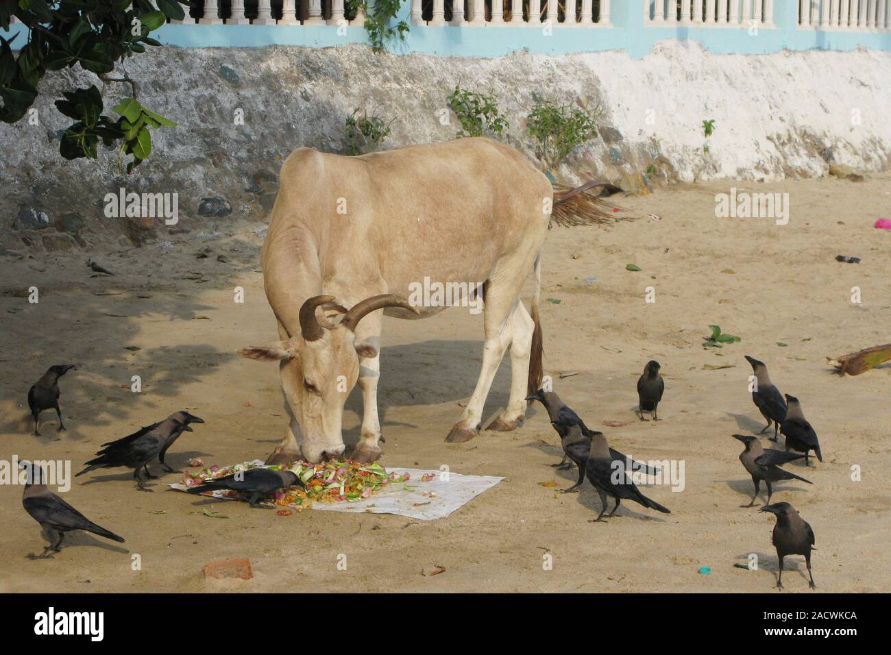 birds and cow share food in India Stock Photo - Alamy