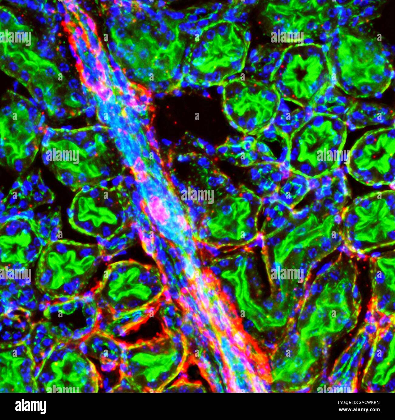 Liver arteriole. Fluorescence deconvolution micrograph of a section ...