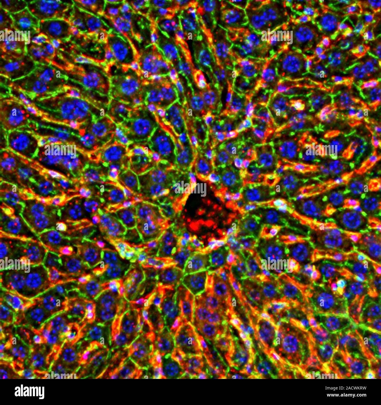 Liver vein. Fluorescence deconvolution micrograph of a section through ...