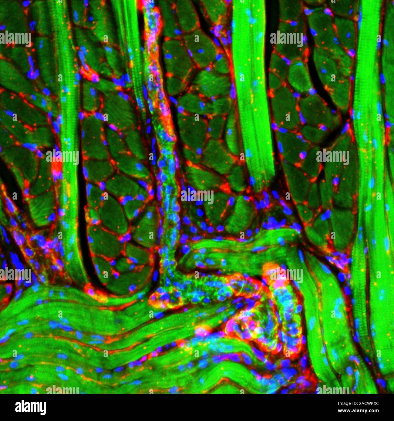 Tongue Tissue Fluorescence Deconvolution Micrograph Of A Section Through Tongue Tissue Showing