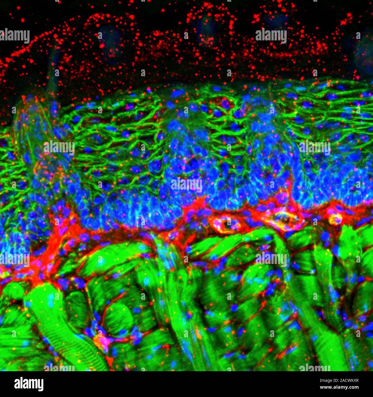 Tongue Tissue Fluorescence Deconvolution Micrograph Of A Section Through Tissue From The Dorsal