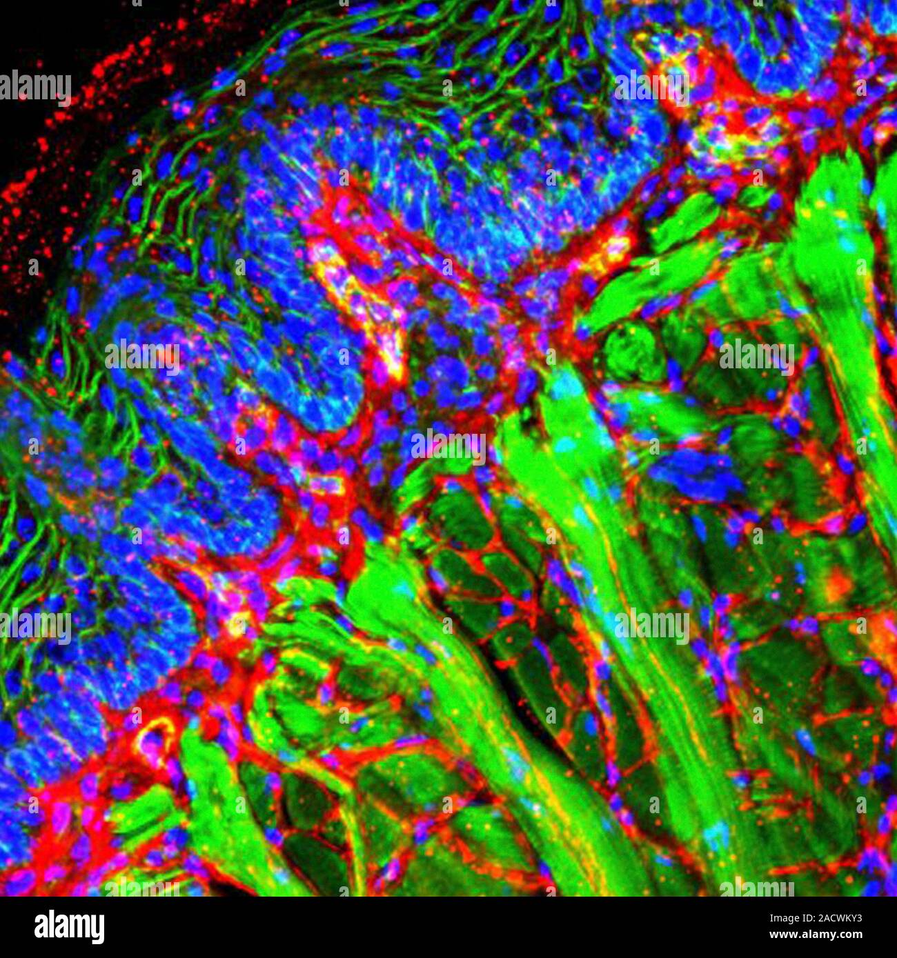 Tongue Tissue Fluorescence Deconvolution Micrograph Of A Section Through Tissue From The Dorsal