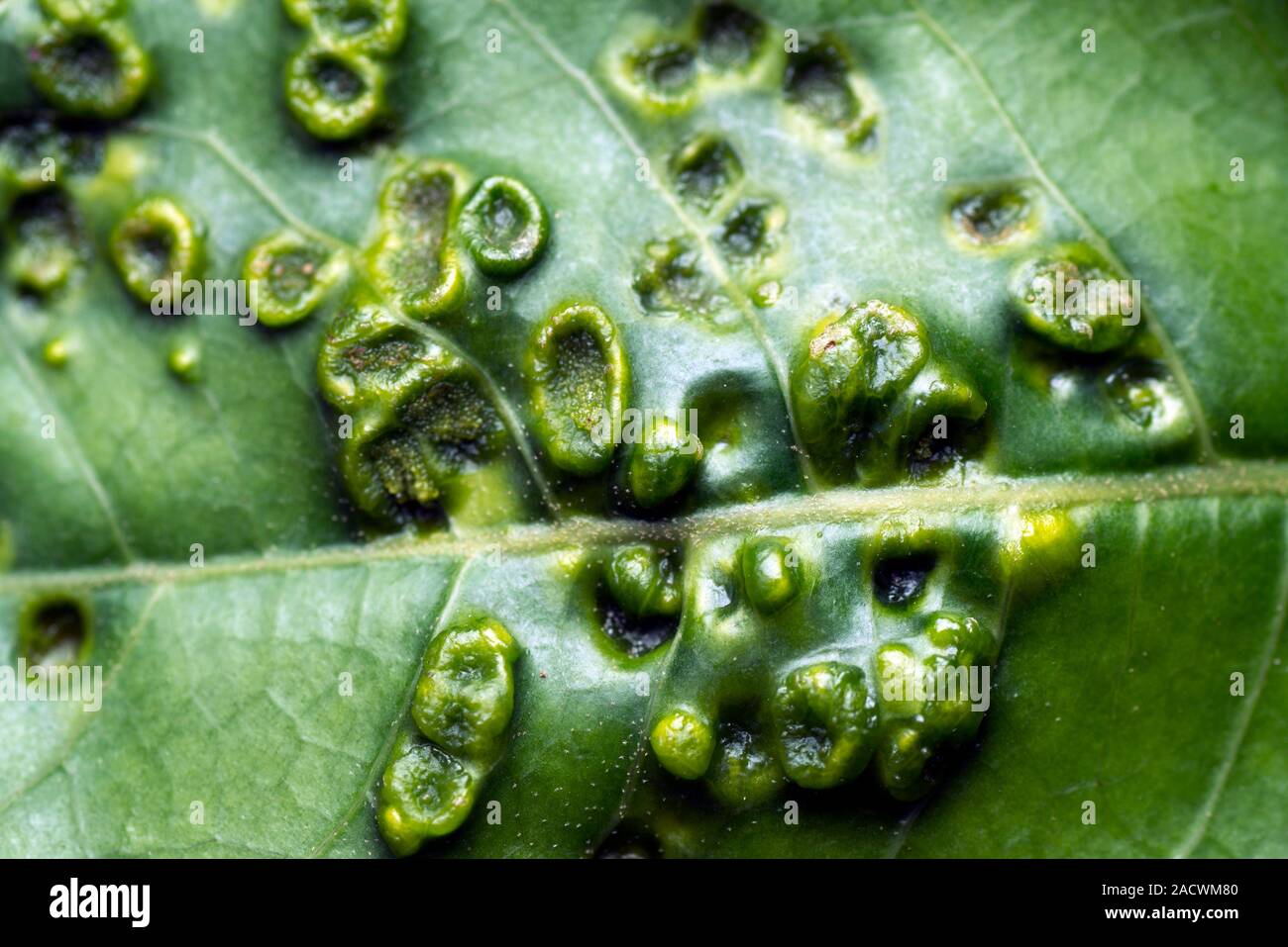 Leaf galls. Close-up of galls on the surface of a leaf caused by the ...