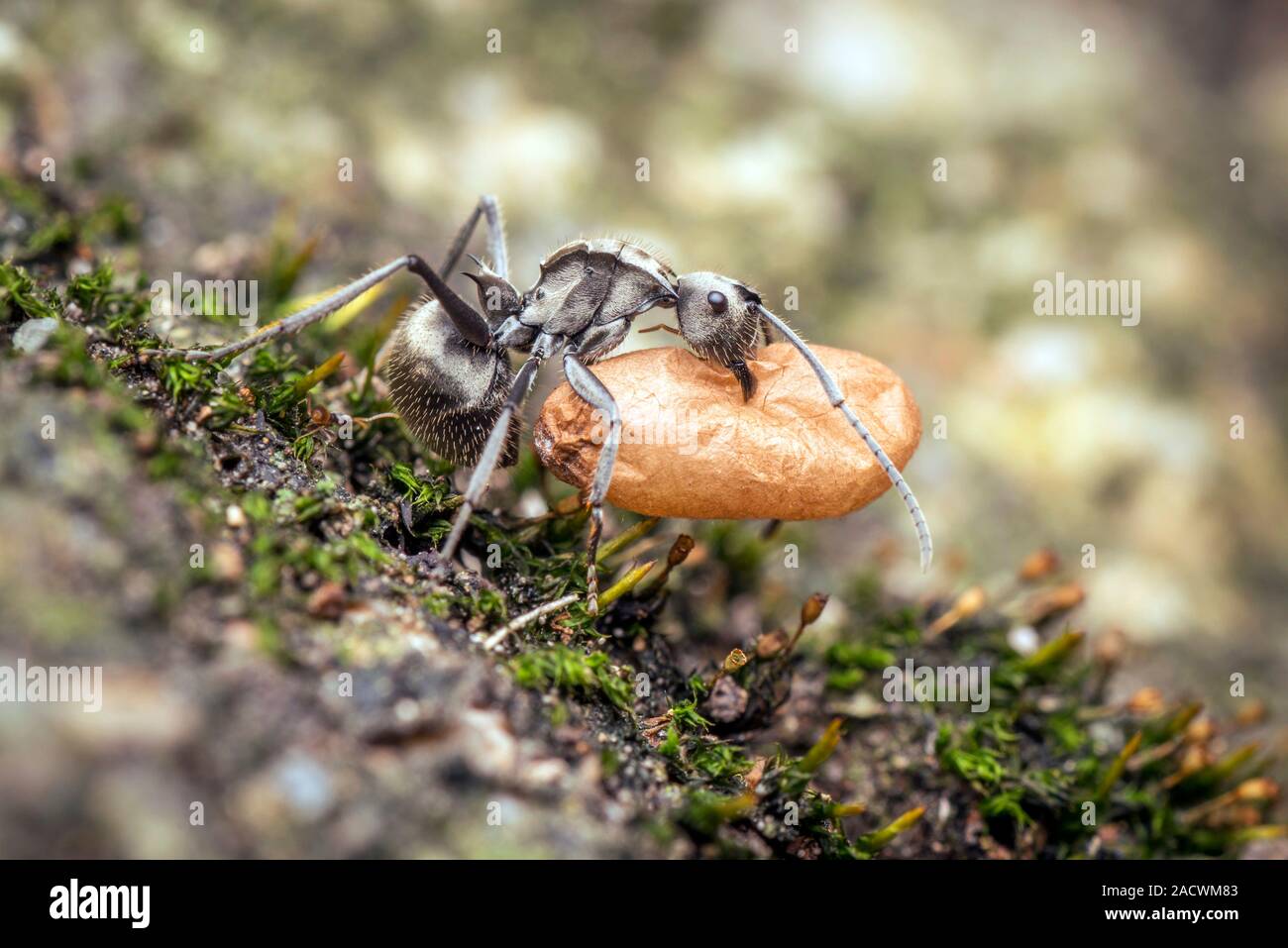 Ant carrying cocoon. Close-up of an ant (family Formicidae) carrying a ...