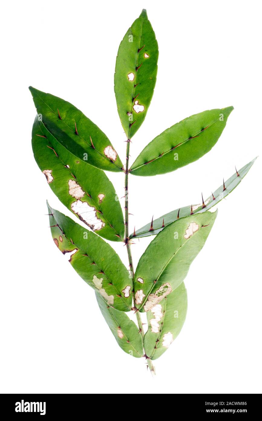 Radix zanthoxyli (Zanthoxylum nitidum). This plant is traditionally ...