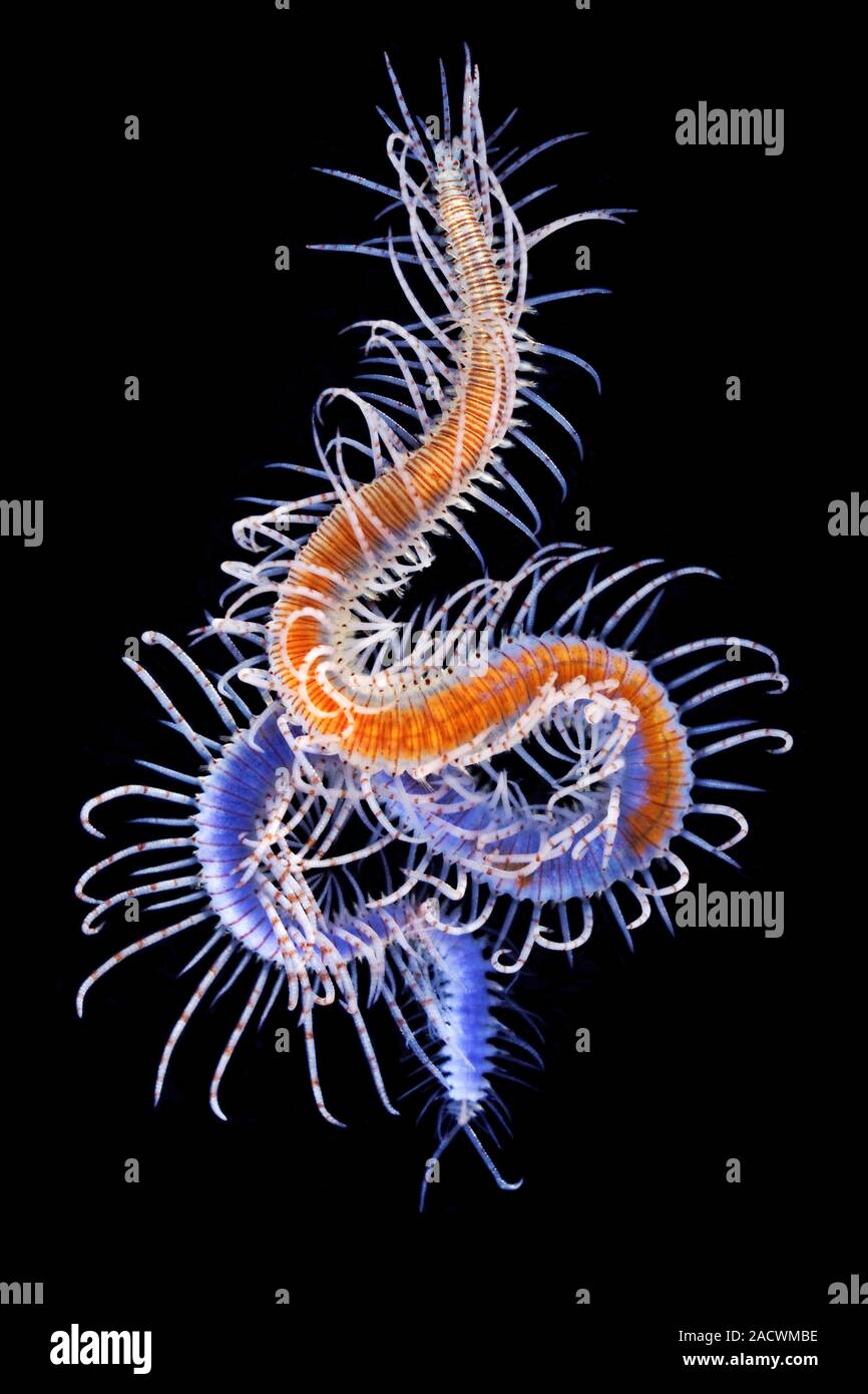 Marine worm (family: Syllidae). This worm is a member of the polychaeta ...