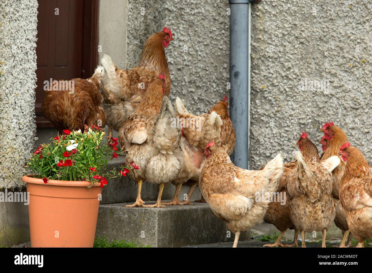 Domestic chickens (Gallus gallus domesticus) on doorstep. Photographed ...