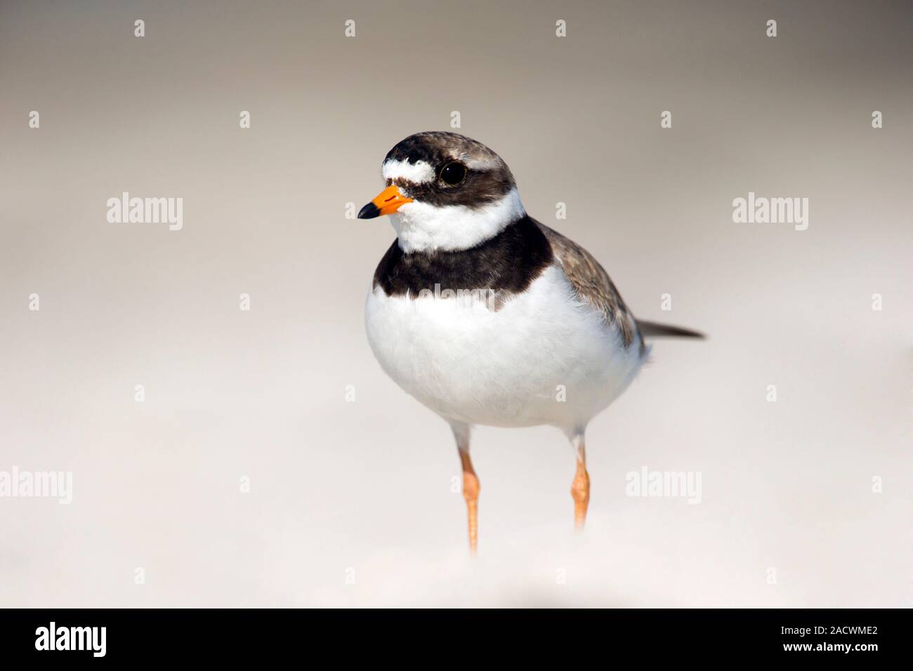 Ringed plover. Common ringed plovers (Charadrius hiaticula) are ...