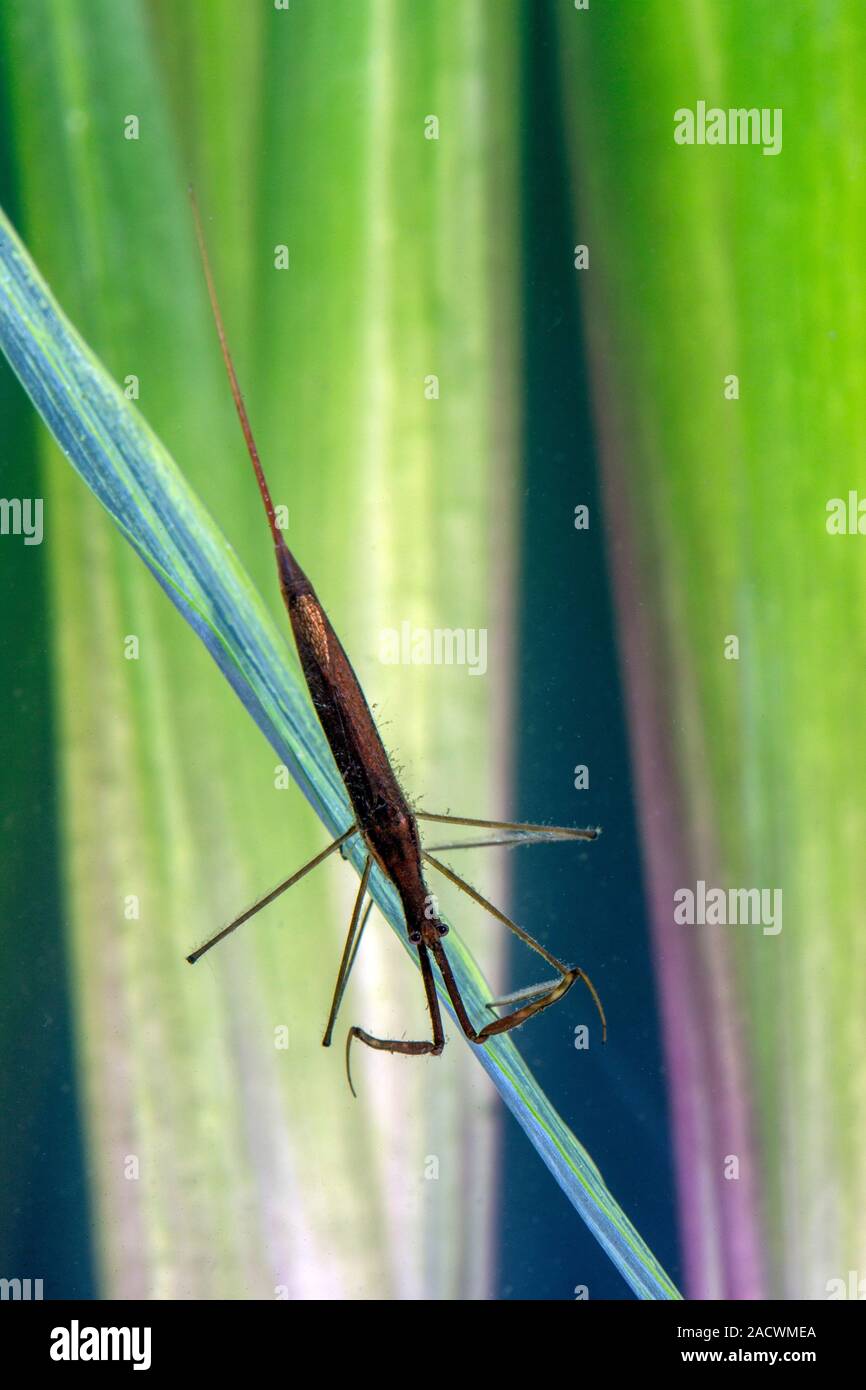 Water stick insect on a plant. The water stick insect (Ranatra linearis ...