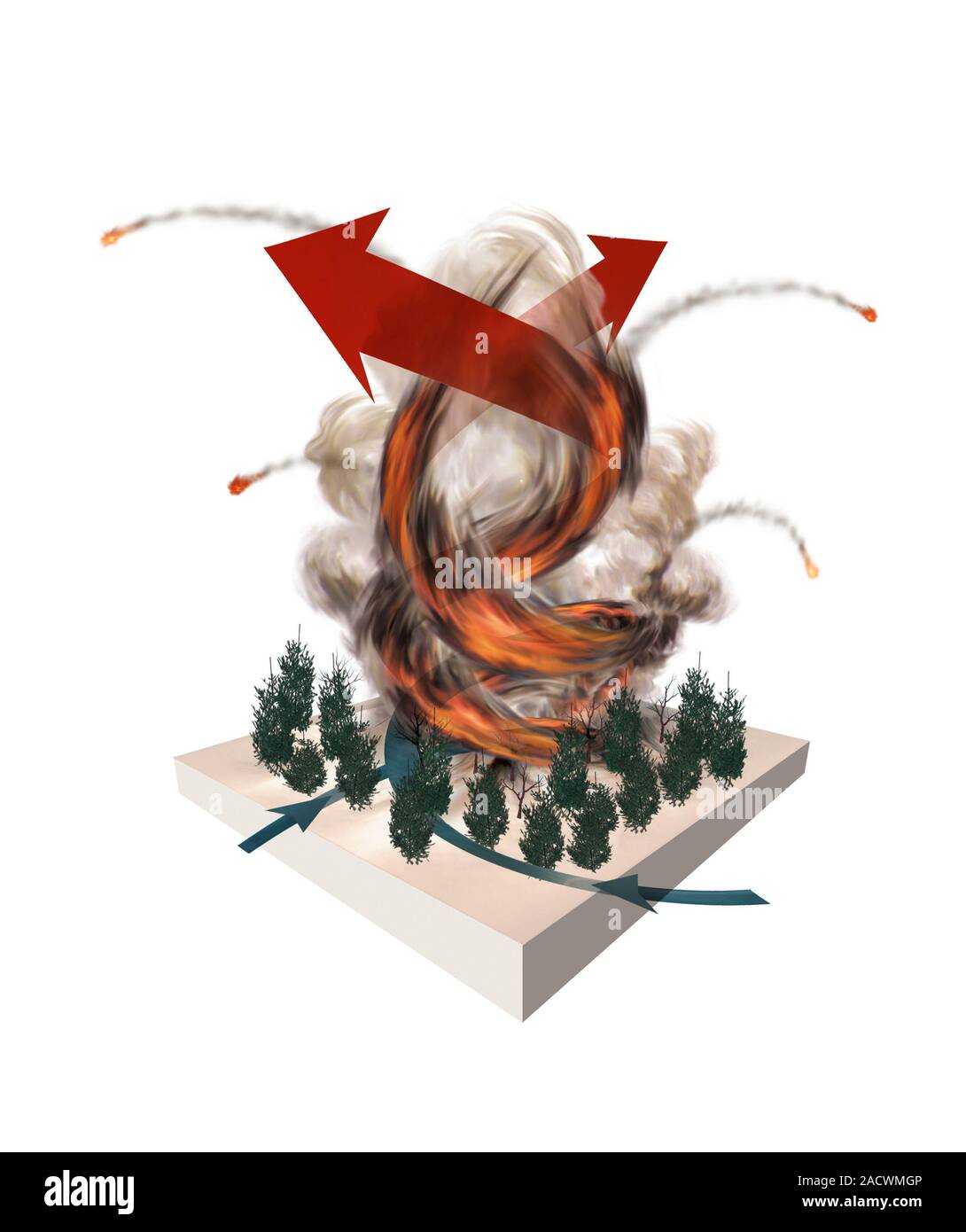 Forest fire tornado, artwork. Also called a fire whirl, this phenomenon ...