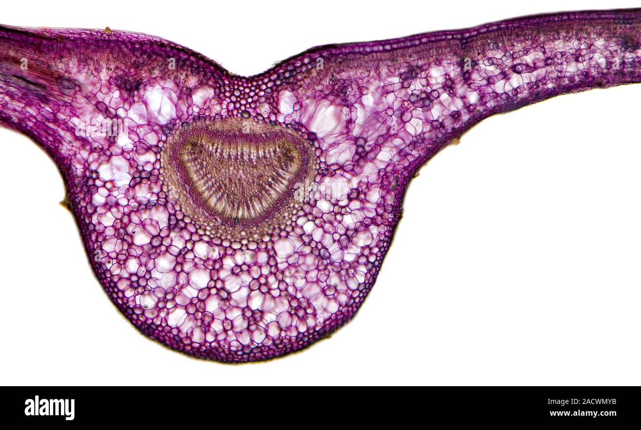 Light micrograph of a section through the midrib of a leaf from a ...