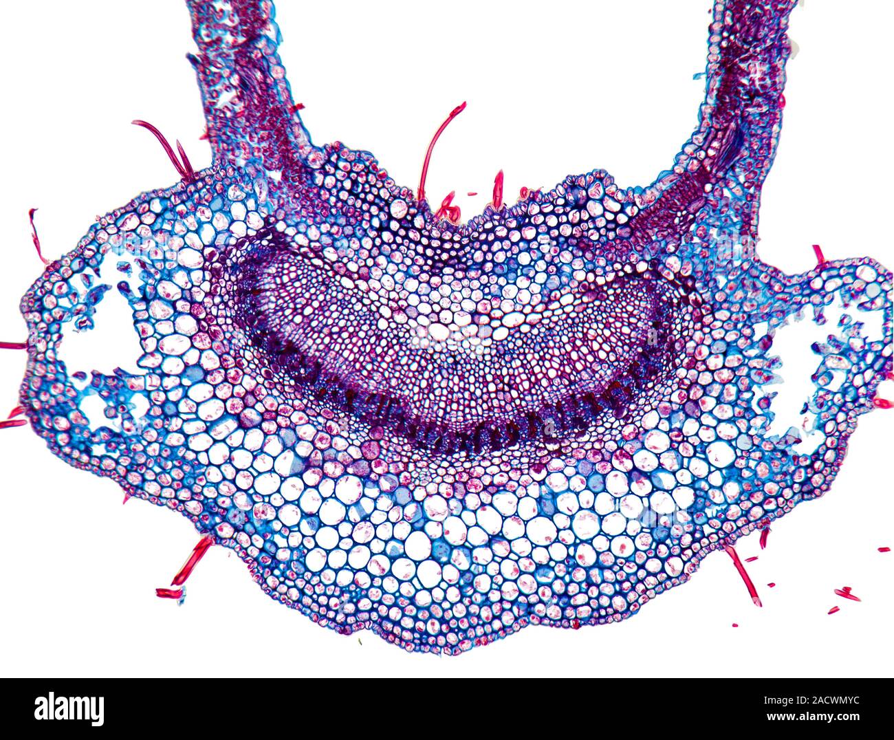 Medlar leaf. Light micrograph of a section through the midrib of a leaf ...