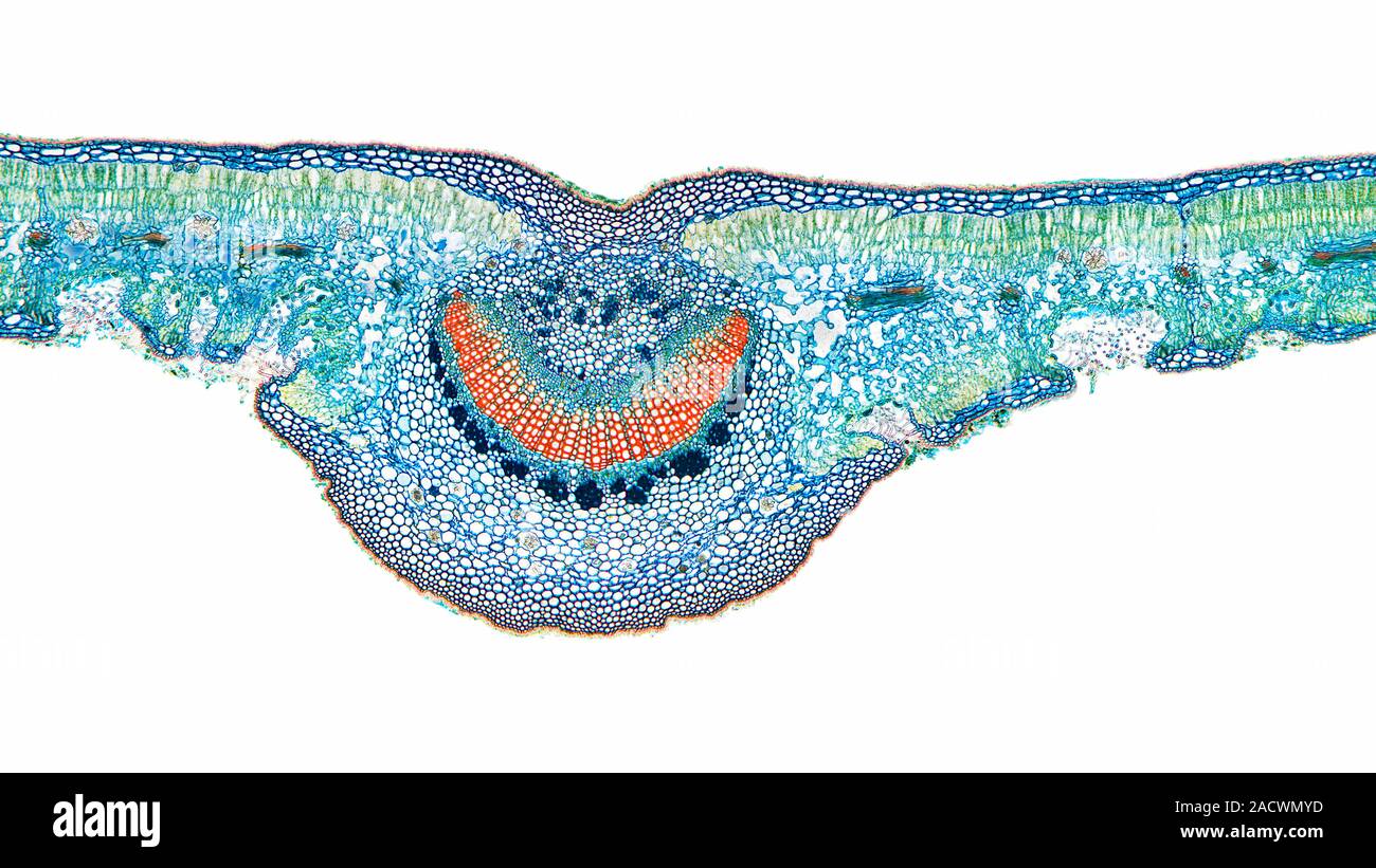 Xerophyte Cross Section