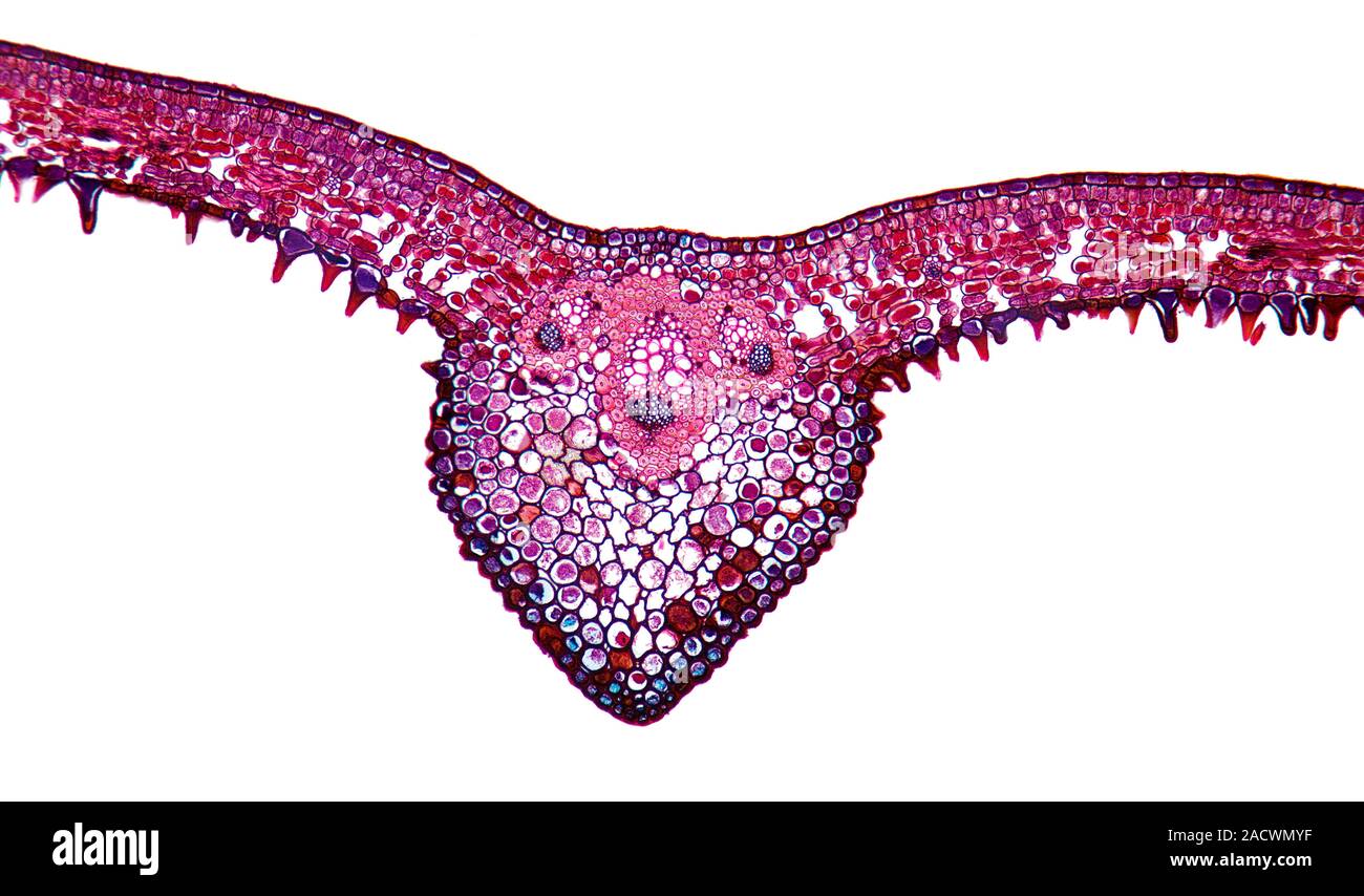 White oak leaf. Light micrograph of a section through the midrib of a ...