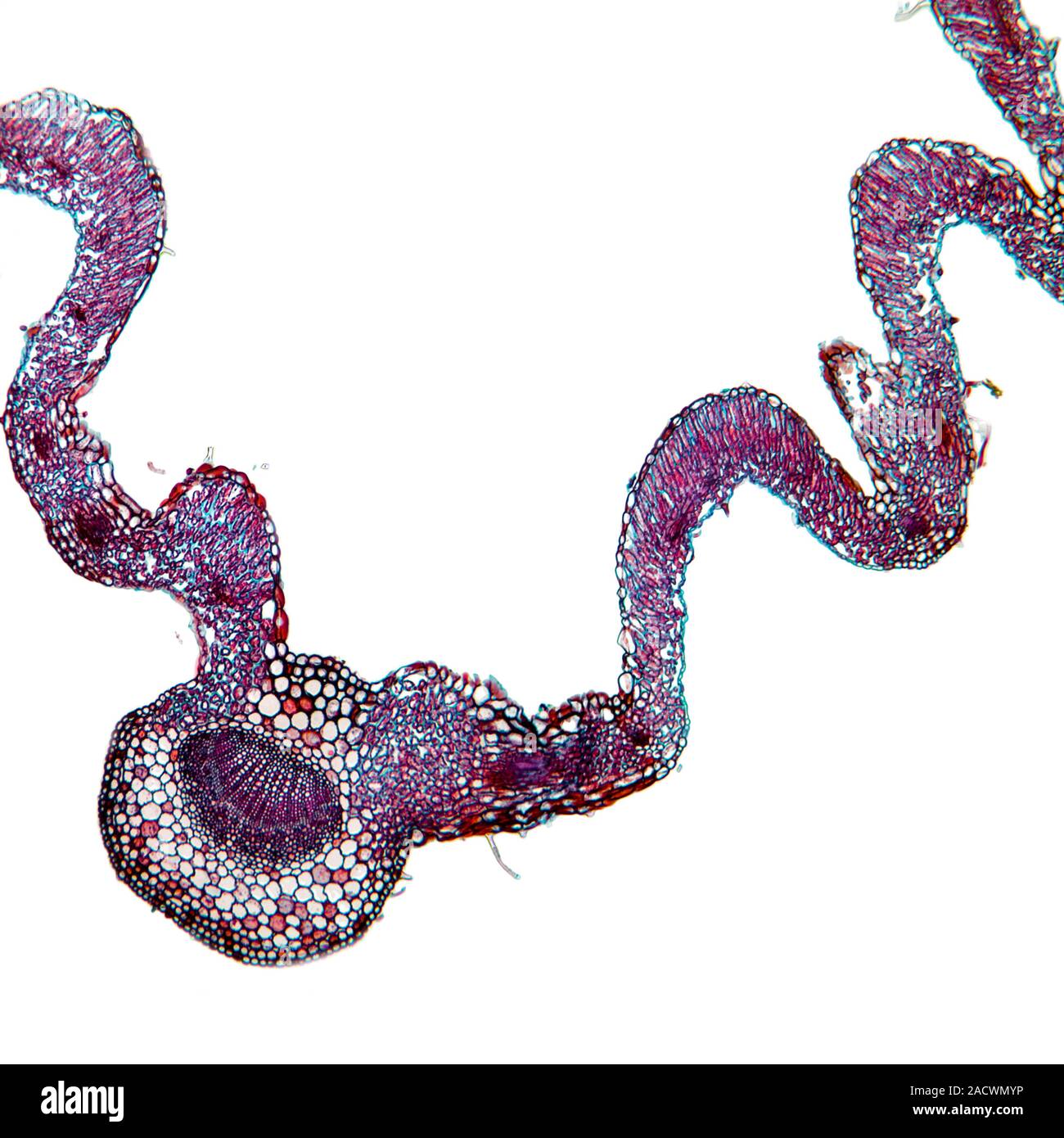 Medlar leaf. Light micrograph of a section through the midrib of a leaf ...