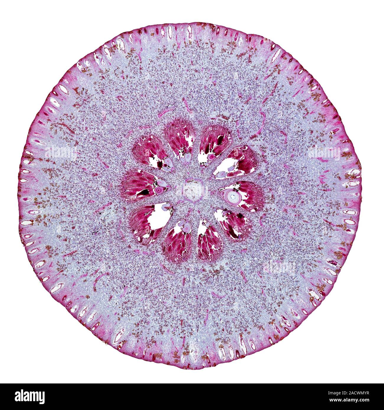 Lemon. Light micrograph of a transverse section through a lemon (Citrus ...