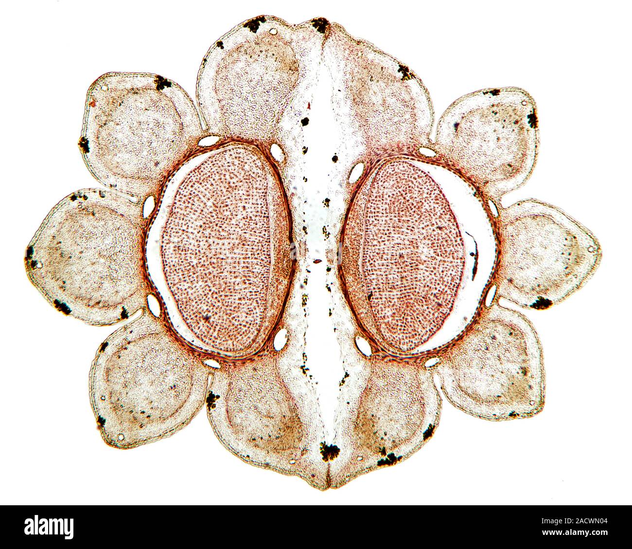 Fool's parsley fruit. Light micrograph of a section through the fruit ...