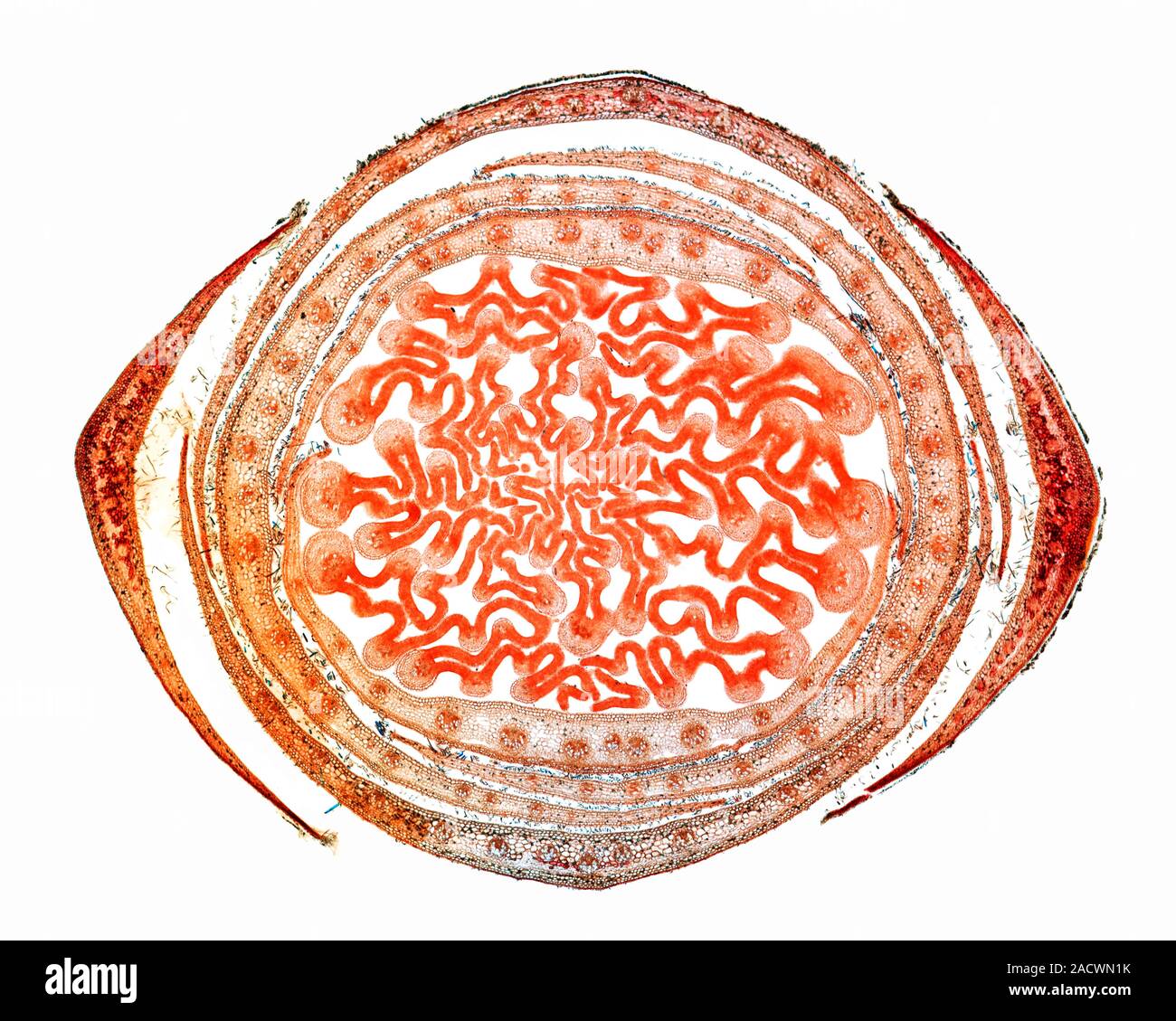 Sycamore leaf bud. Light micrograph of a section through a leaf bud ...