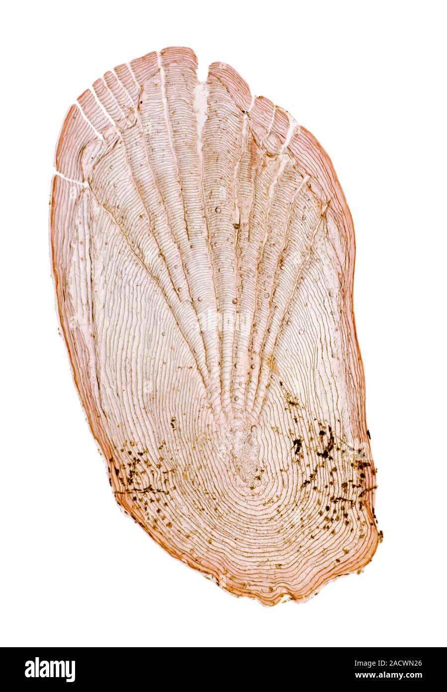 Spiny goby scale. Light micrograph of a section through a scale from a ...