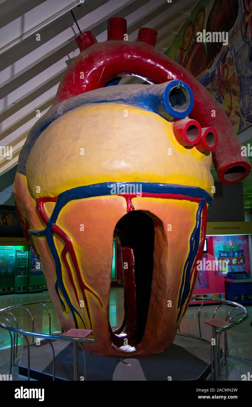 A large-scale, 'walk-in' model of a human heart at the Nehru Science ...