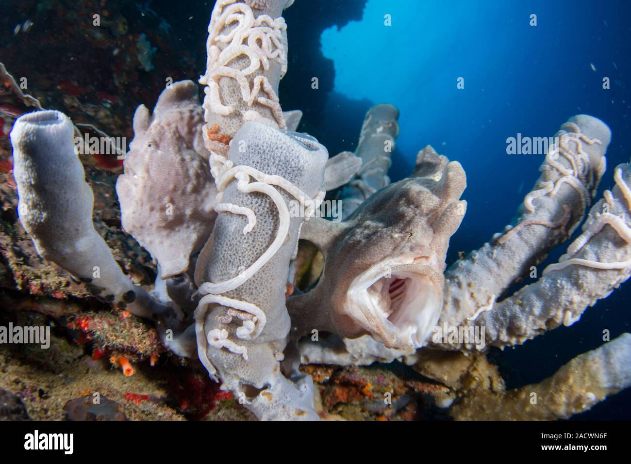 Two grey giant frogfish, Antennarius commersoni, resting on grey vase ...