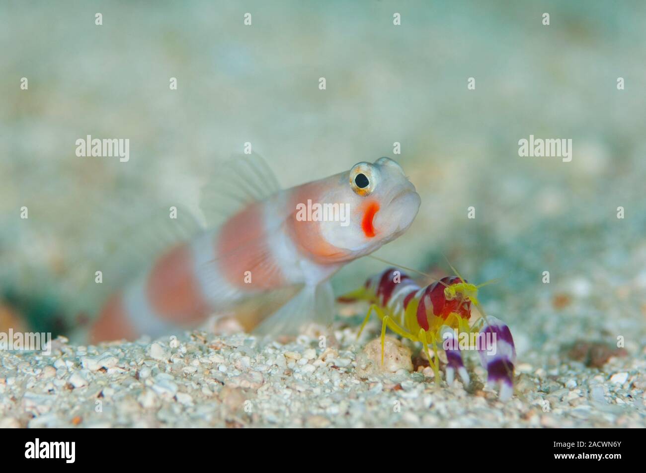 An aurora shrimpgoby, Amblyeleotris aurora, at the entrance to its ...