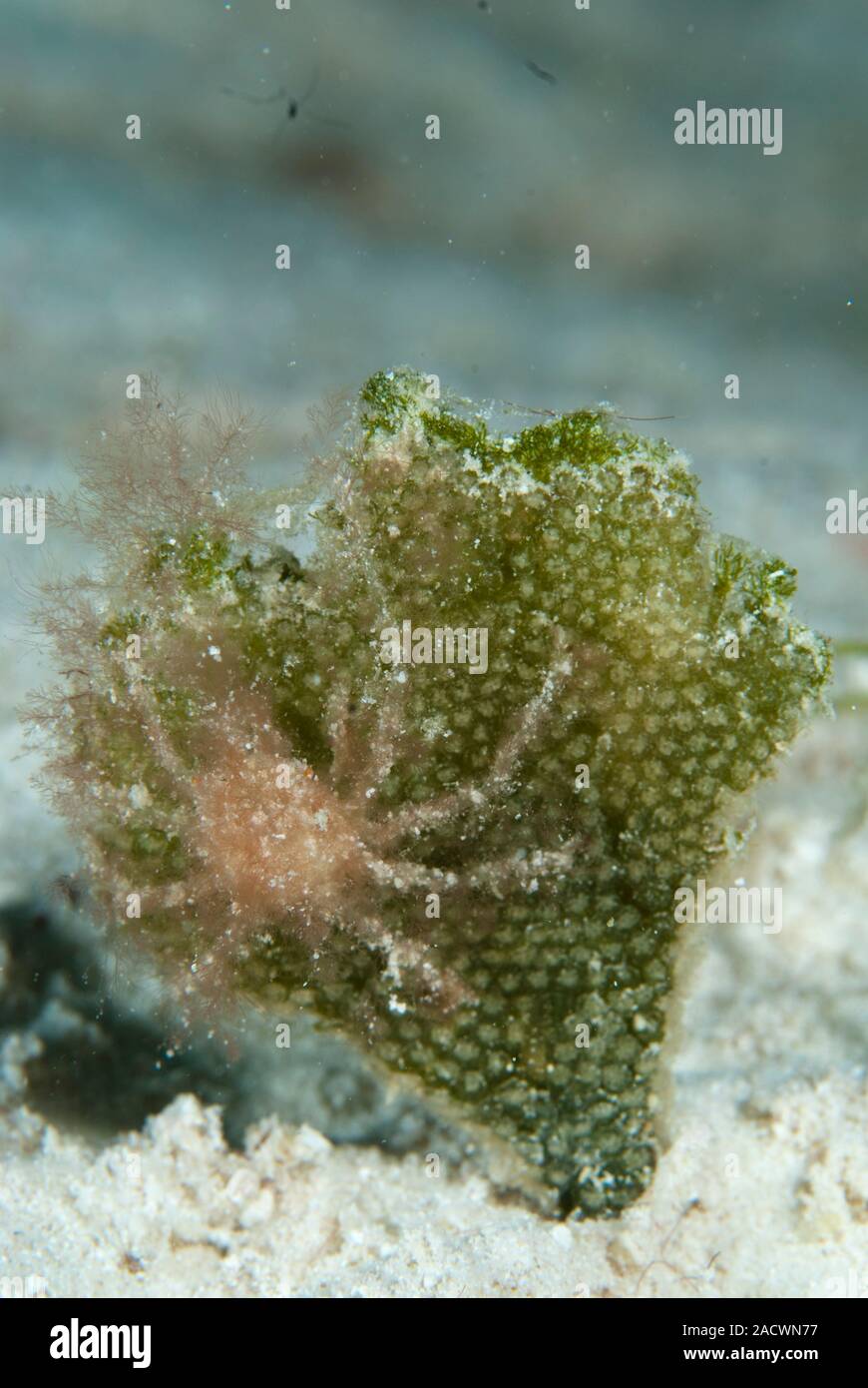 A tiny spidercrab, Huenia sp. clinging onto the underside of a small ...
