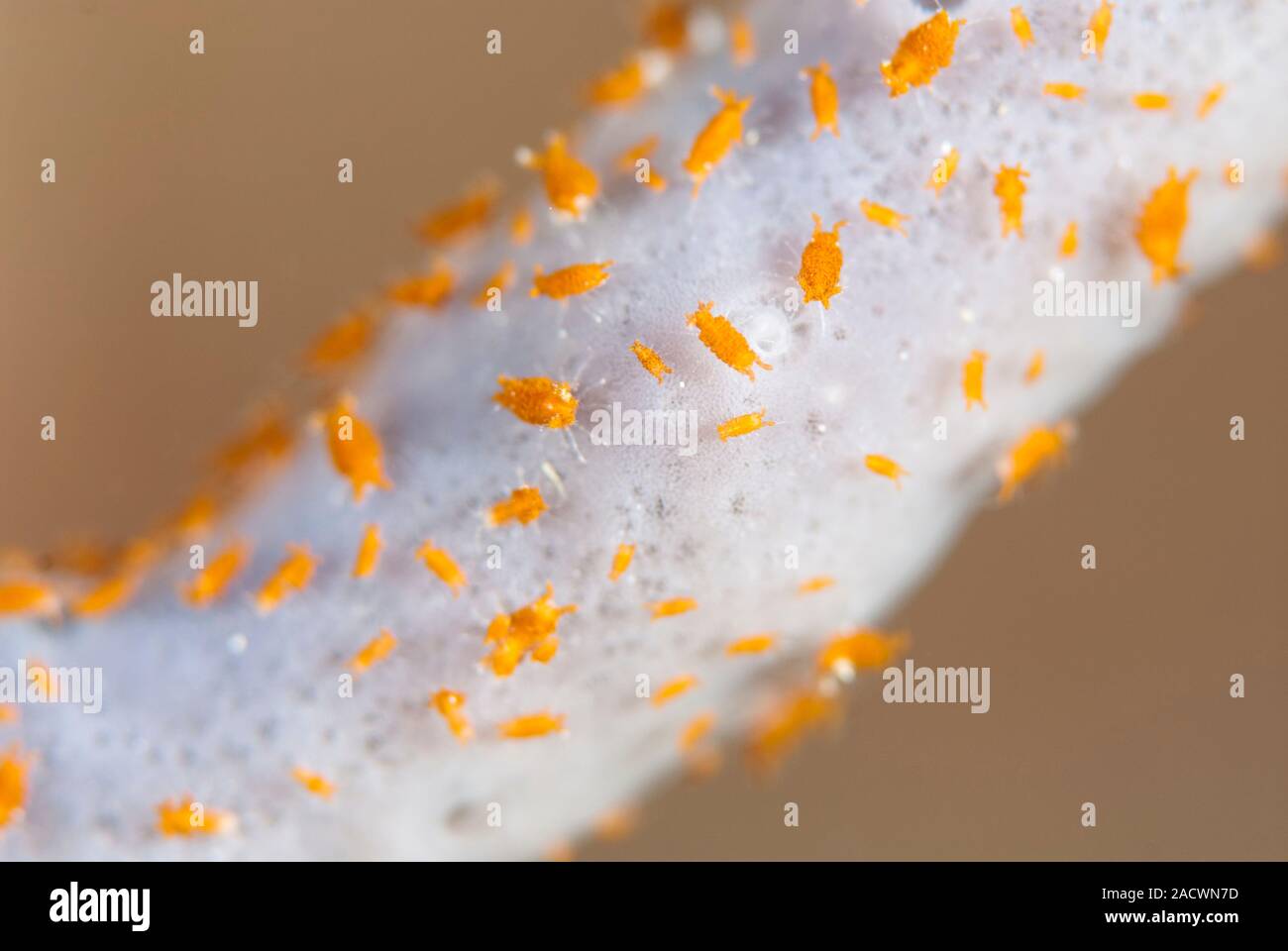 A group of tiny orange marine isopods, Santia sp., clustered together ...