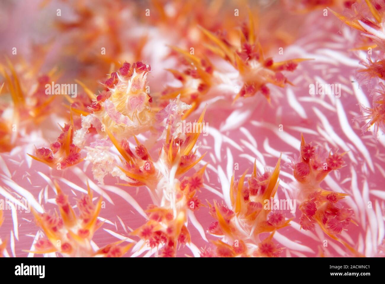 A soft coral crab, Hoplophrys oatesii, brilliantly camouflaged on its ...