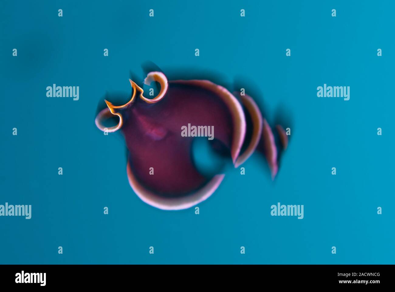 A glorious flatworm, Pseudobiceros gloriosus. Flatworms are know to ...