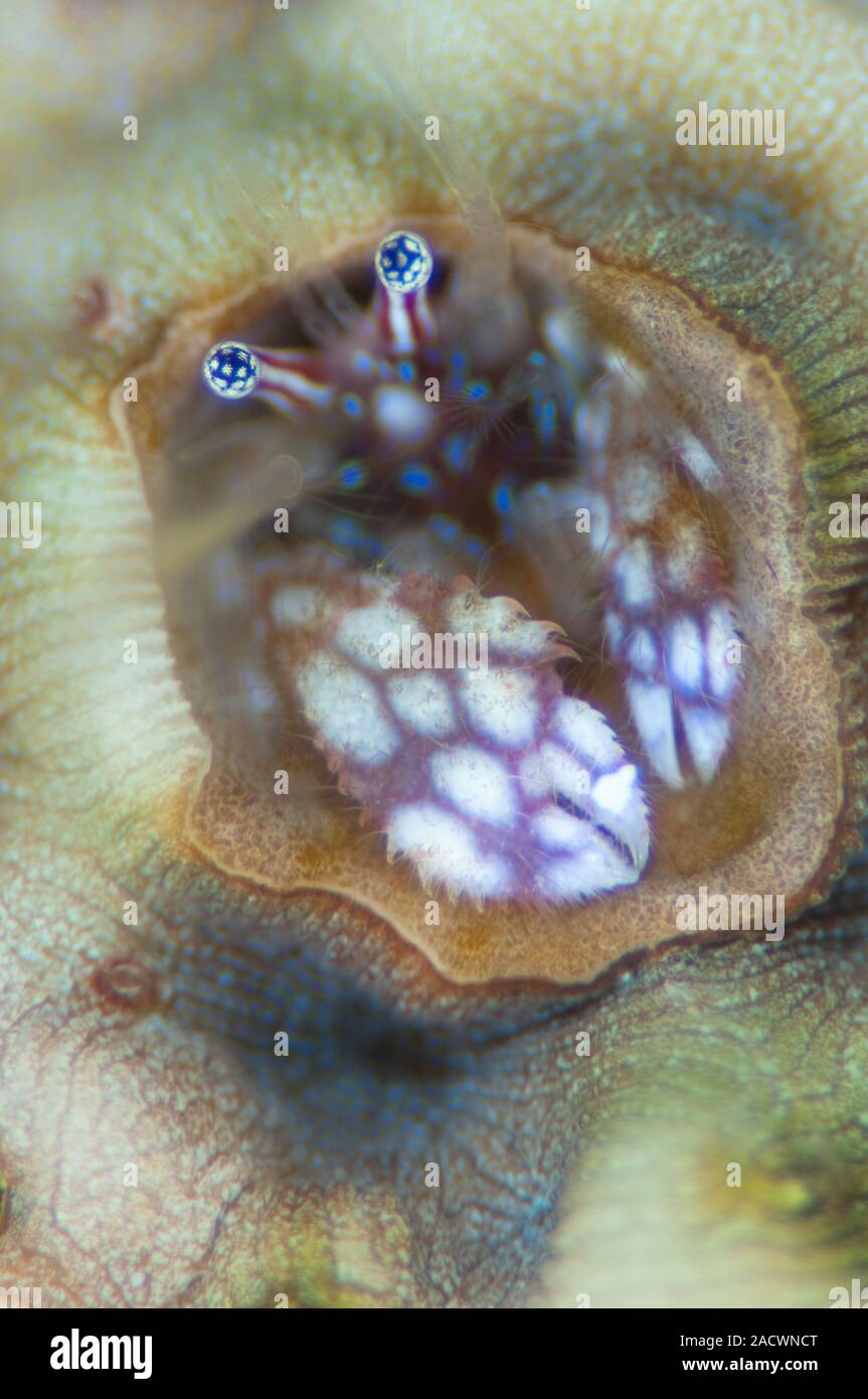 Coral hermit crabs, Paguritta harmsi, make their homes in empty worm ...