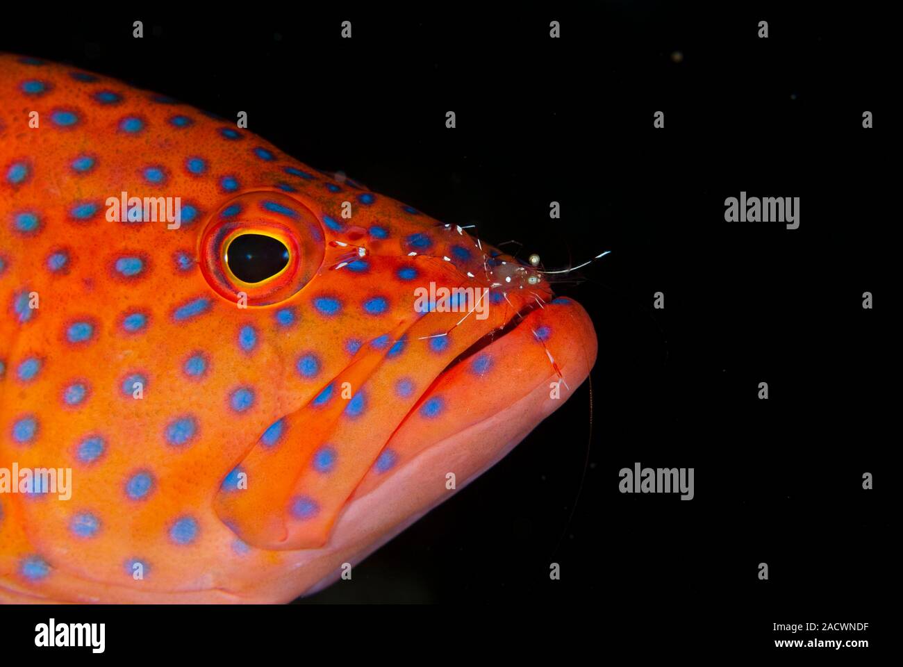 A coral grouper, Cephalopholis miniata, being cleaned by Bruun's ...