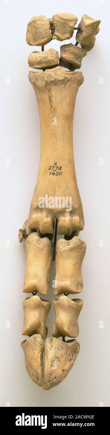 Ox skeleton, part of forelimb, strong wrist bones, fused hand bones of ...