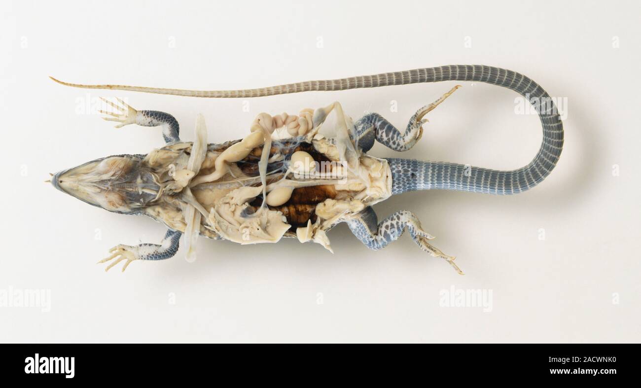 Dissected lizard with intestines revealed, view from below Stock Photo ...